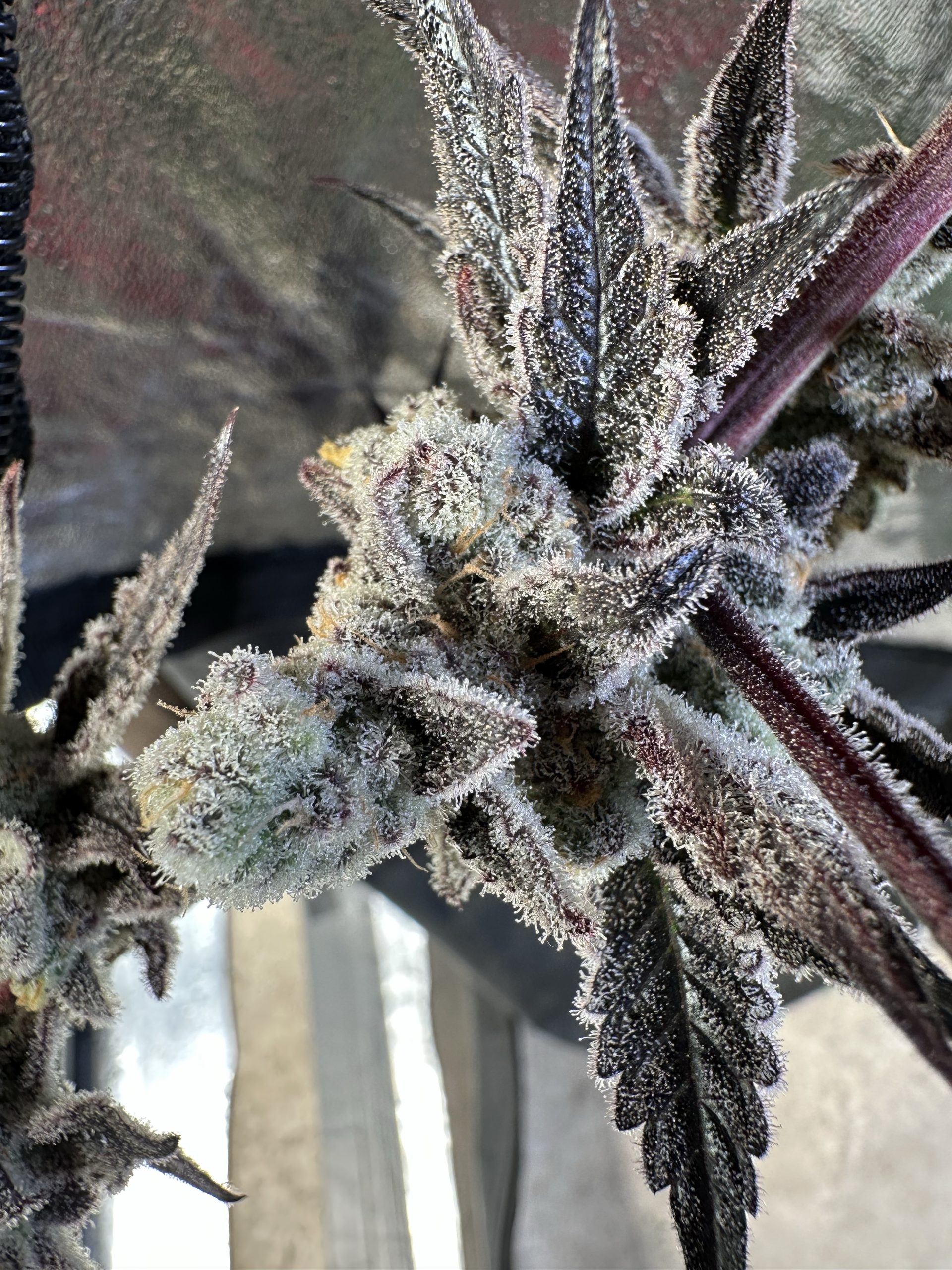 Feminized – Genetix Matter